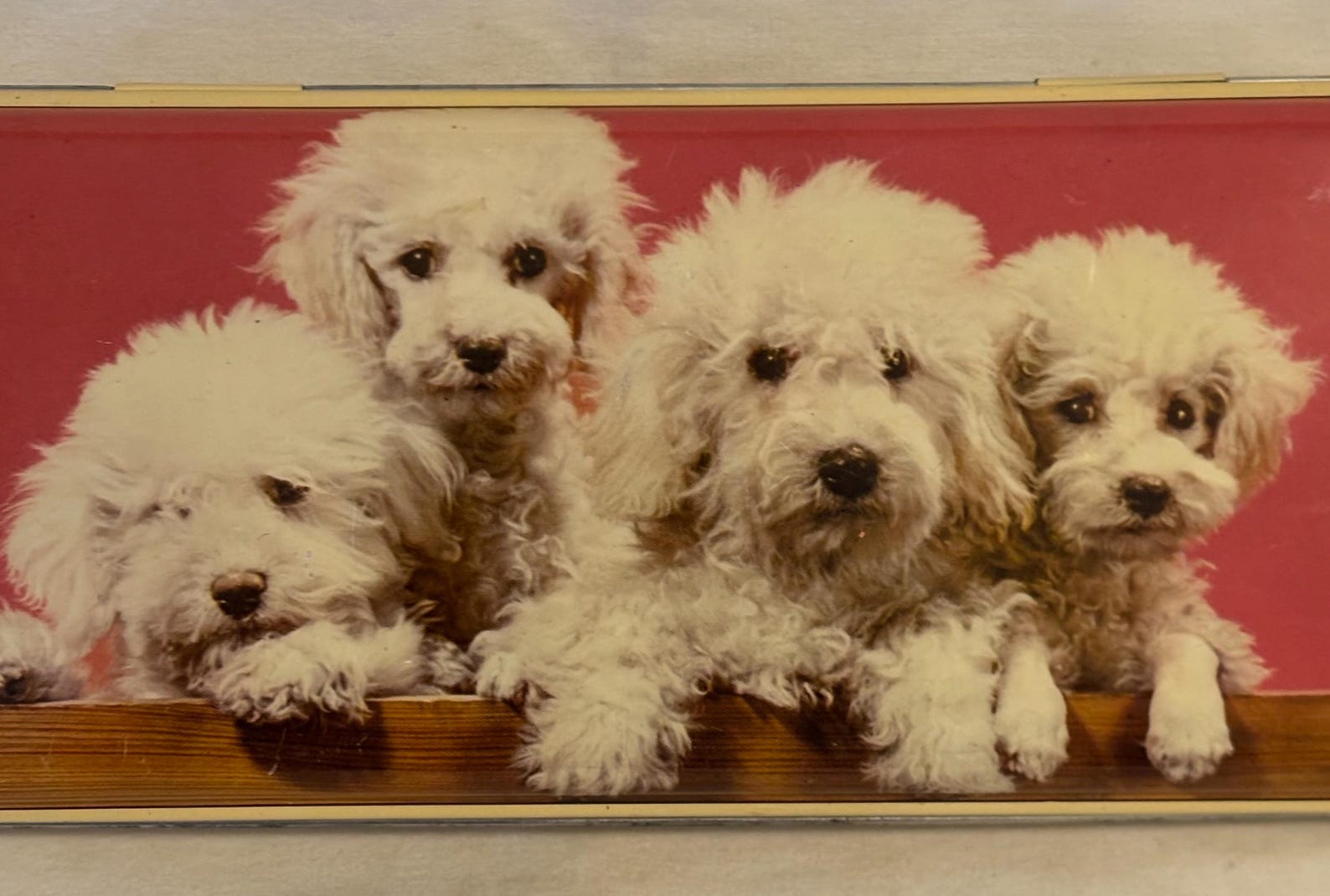 Vintage Kitsch Thorne’s Toffee Poodle Puppy Tin - Etsy
