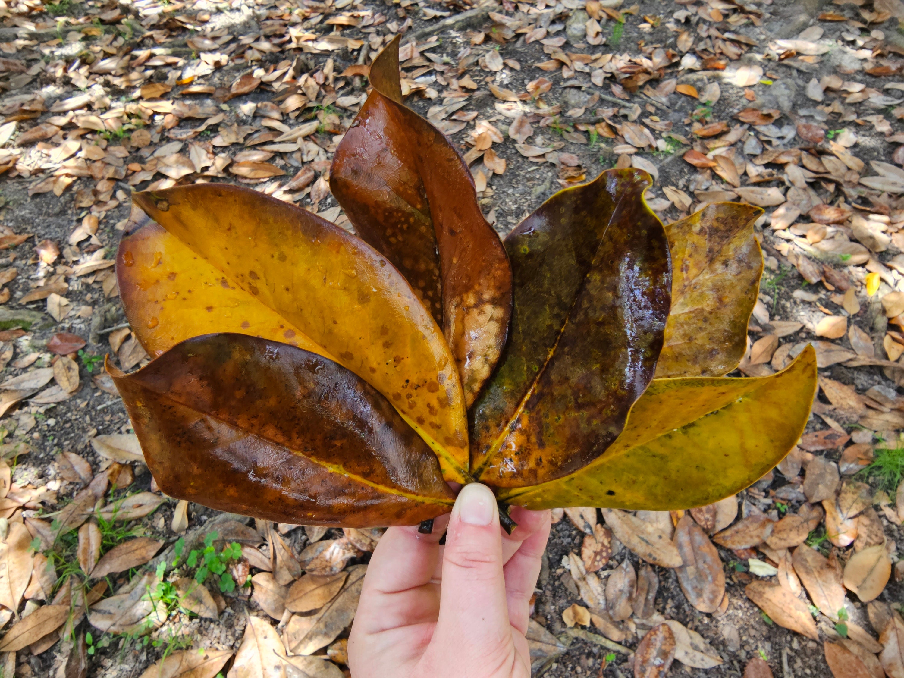 Dried Southern Magnolia Leaf Litter - Etsy