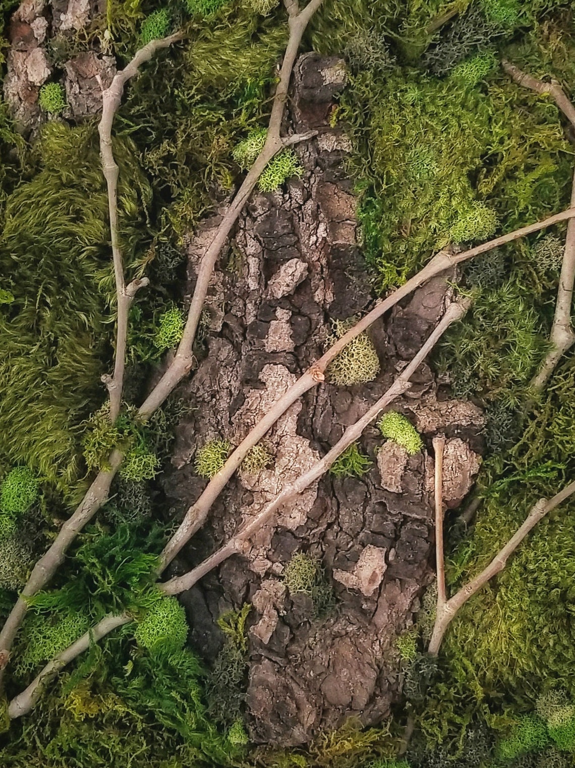 Forest Floor framed moss art CUSTOM ORDER ITEM special | Etsy