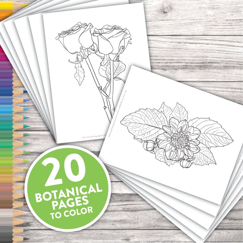 Printable Adult Coloring Pages Botanical Floral Sketches | Etsy
