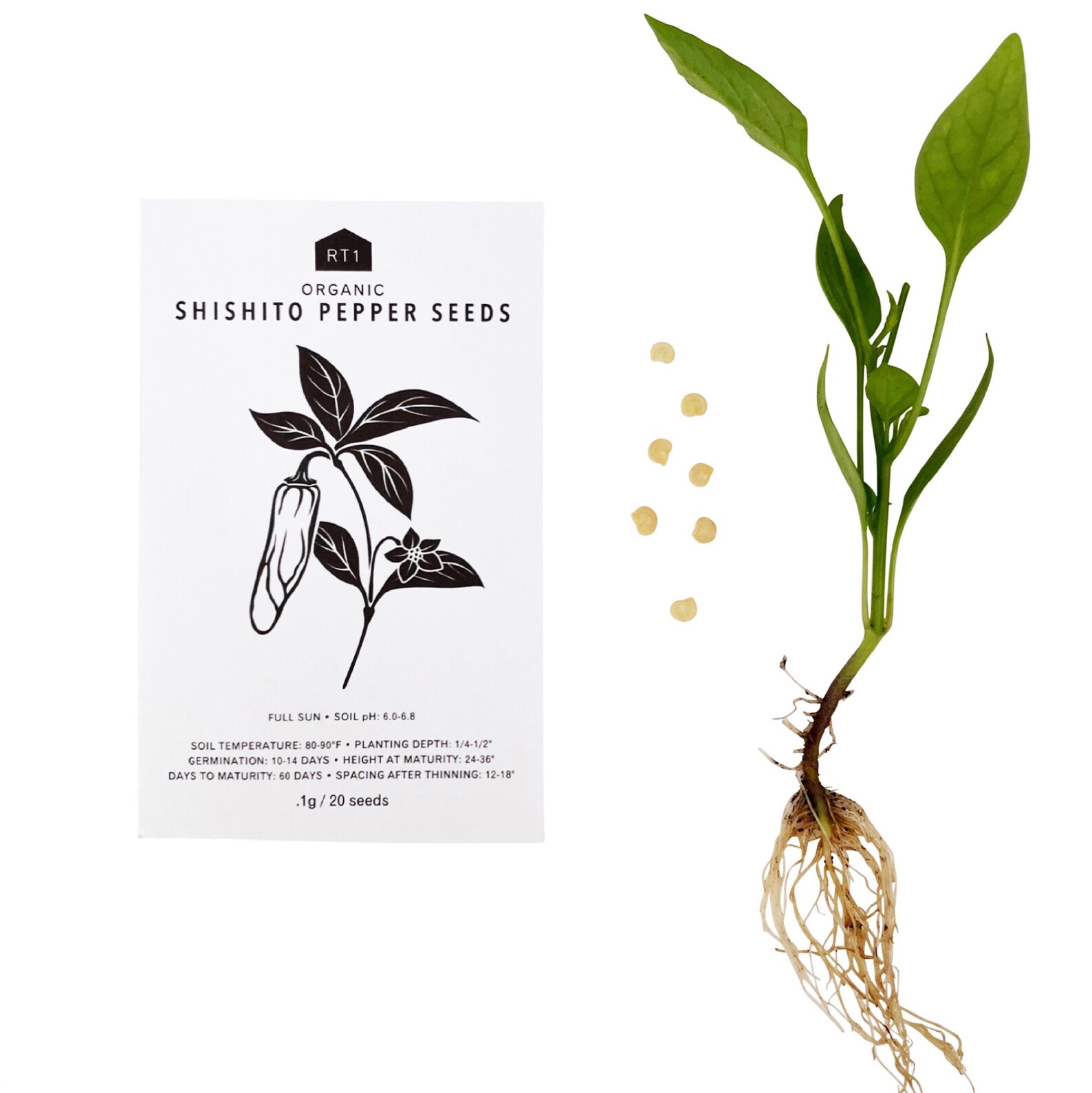 JAPANESE Spring VEGETABLE SEEDS Pack of 5 - Etsy