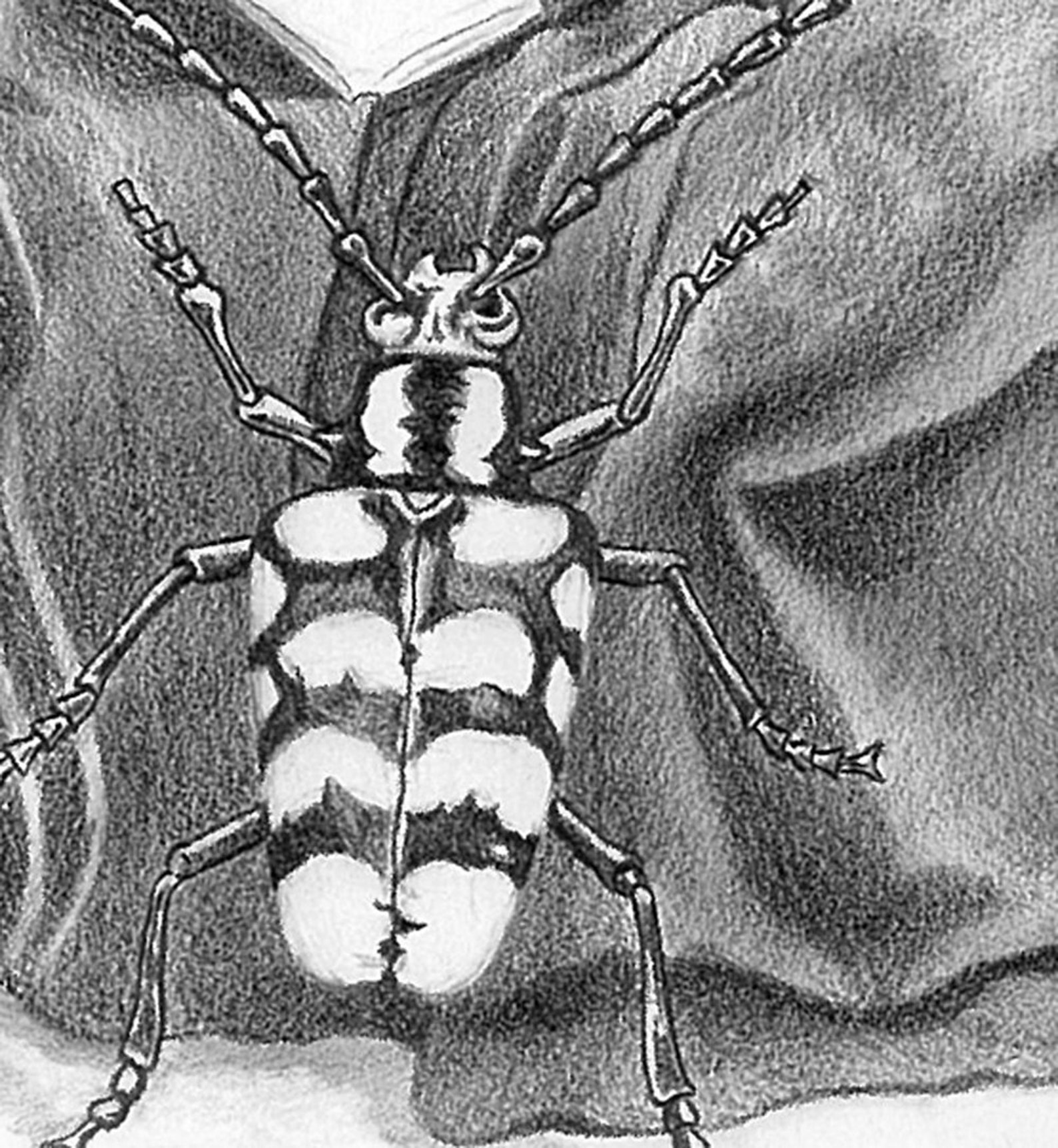 Pet Beetle Print - Etsy