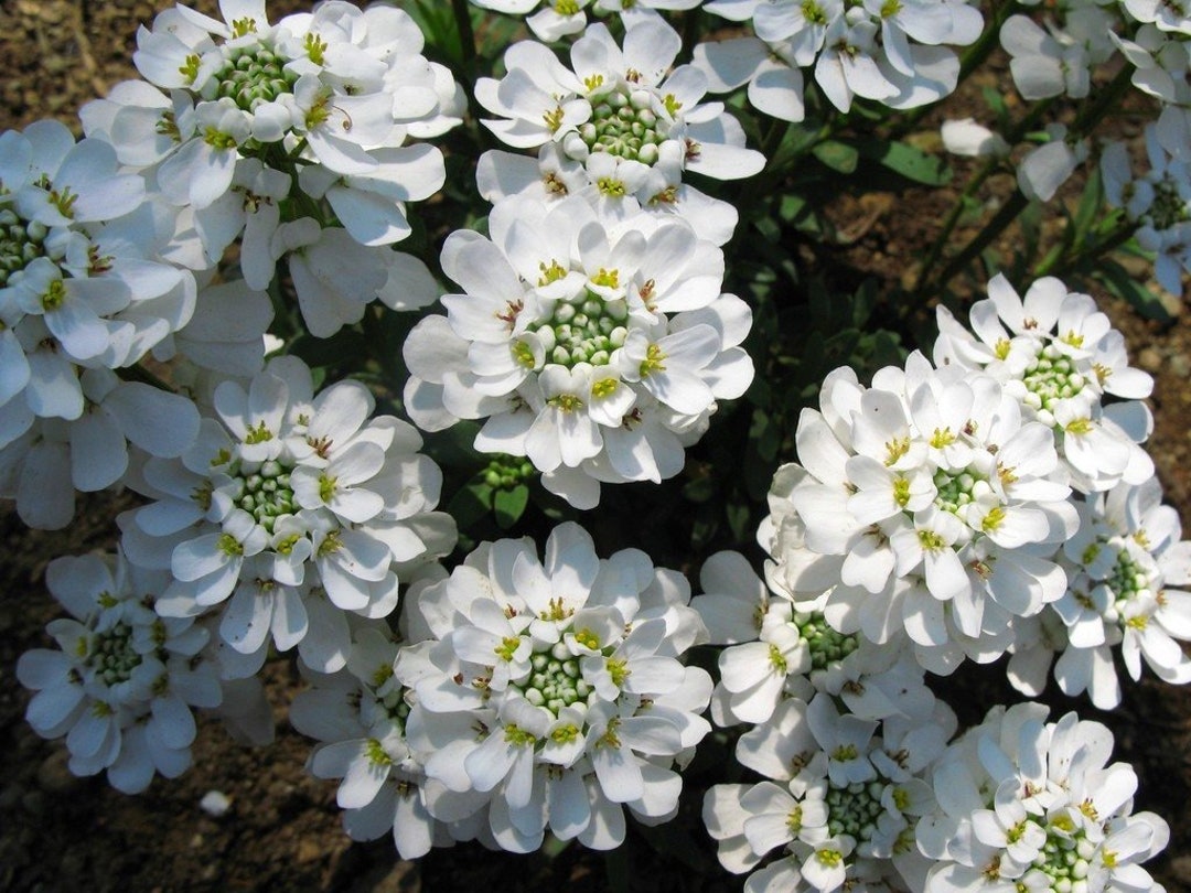 Candytuft Iberis Amara, Empress Rocket - Etsy