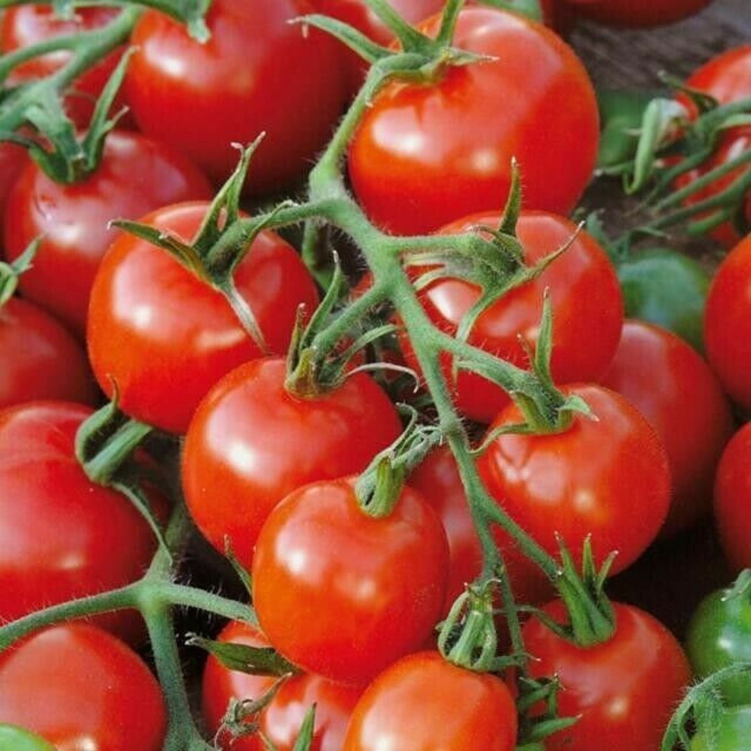 Tomato Large Red Cherry (25 Seeds) High Yielding Varieties - Etsy
