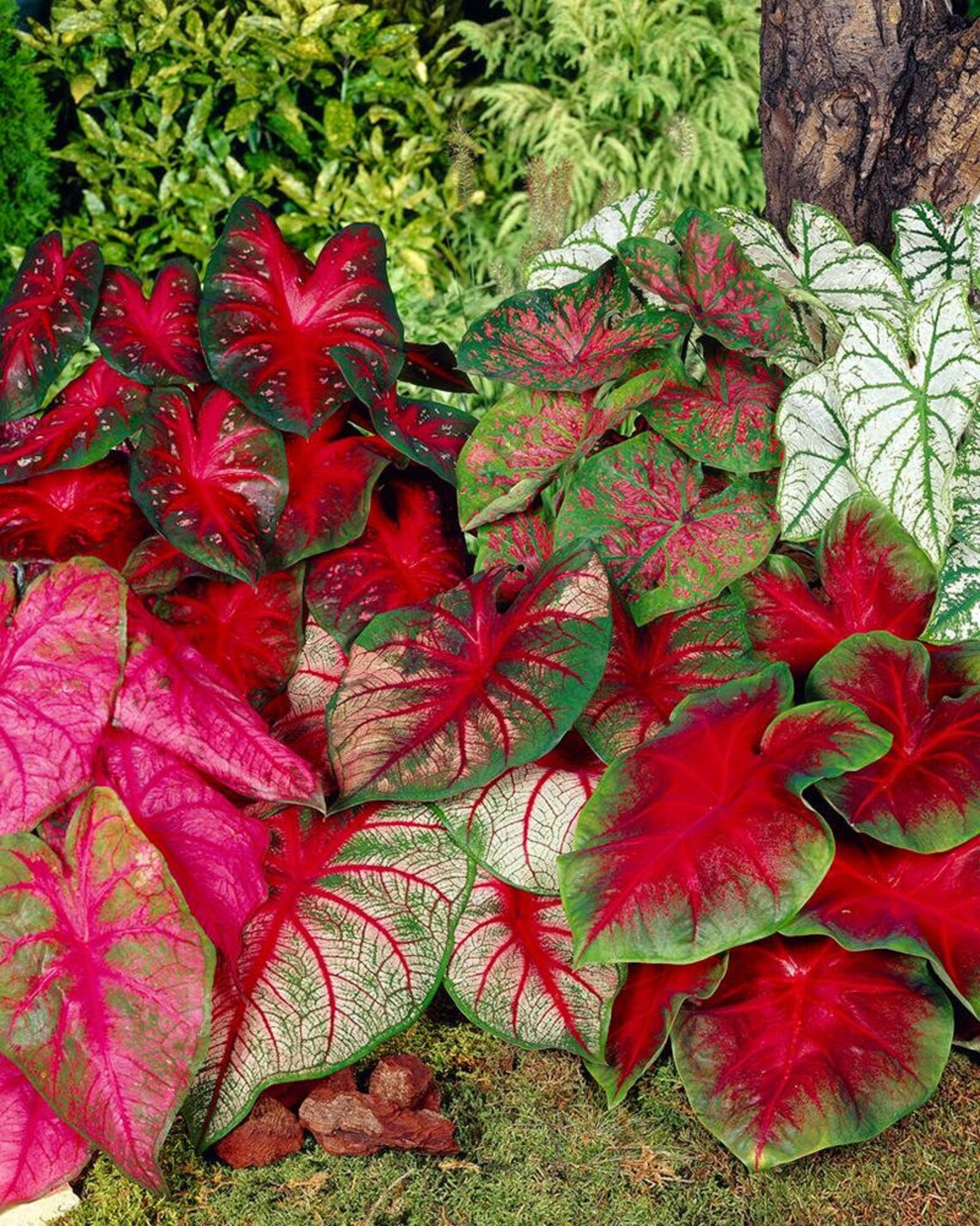 Spectacular Mix Caladium 5 tubers Tropical Exotic Beauties | Etsy