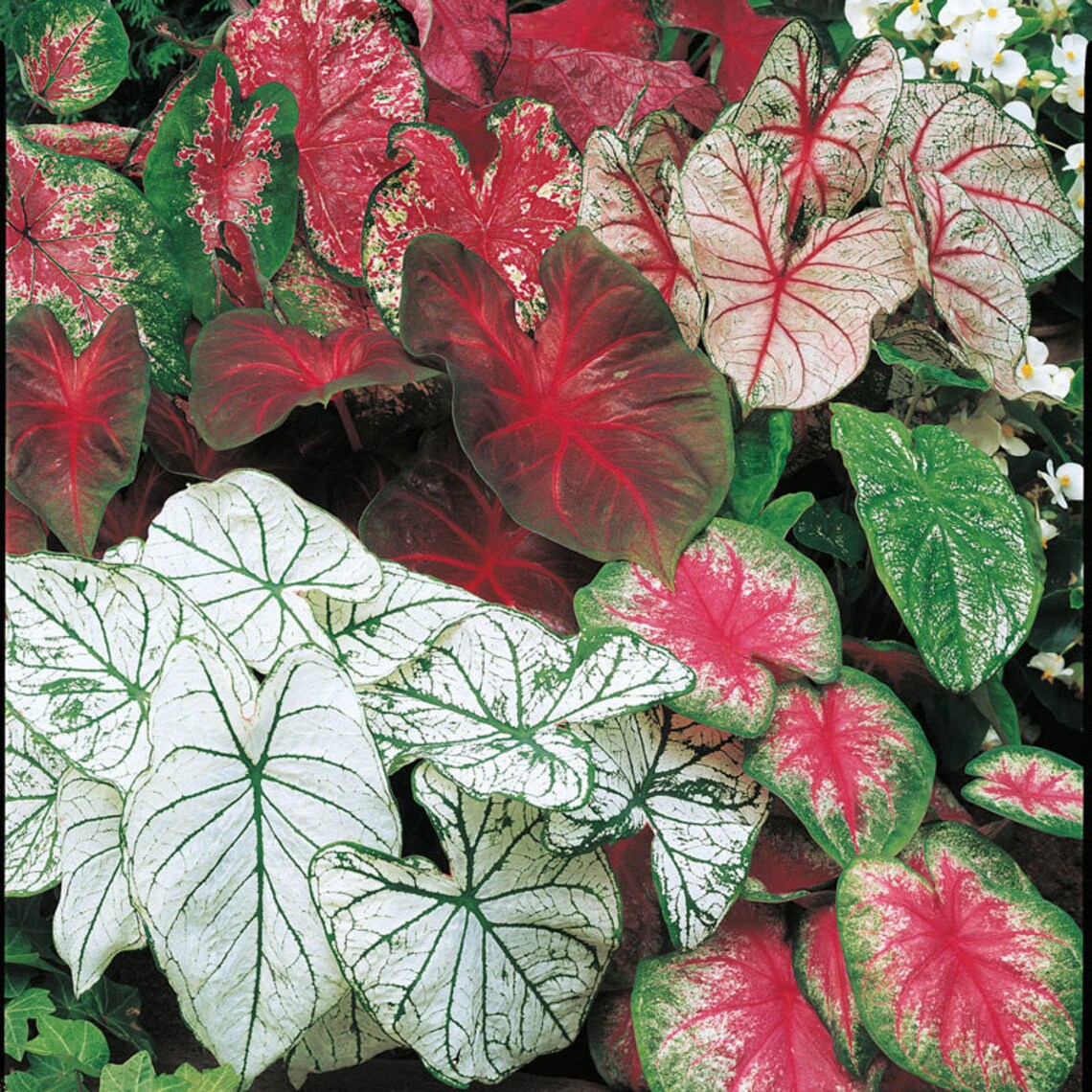 Spectacular Mix Caladium (5 Tubers) Tropical Exotic Beauties - Etsy