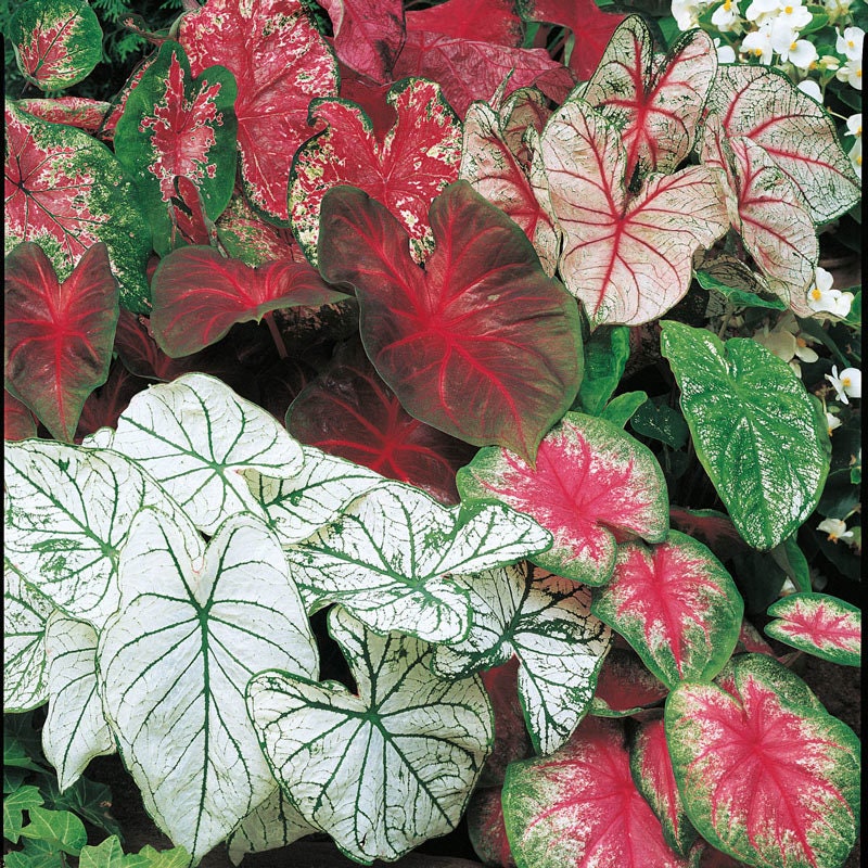 Spectacular Mix Caladium (5 Tubers) Tropical Exotic Beauties - Etsy