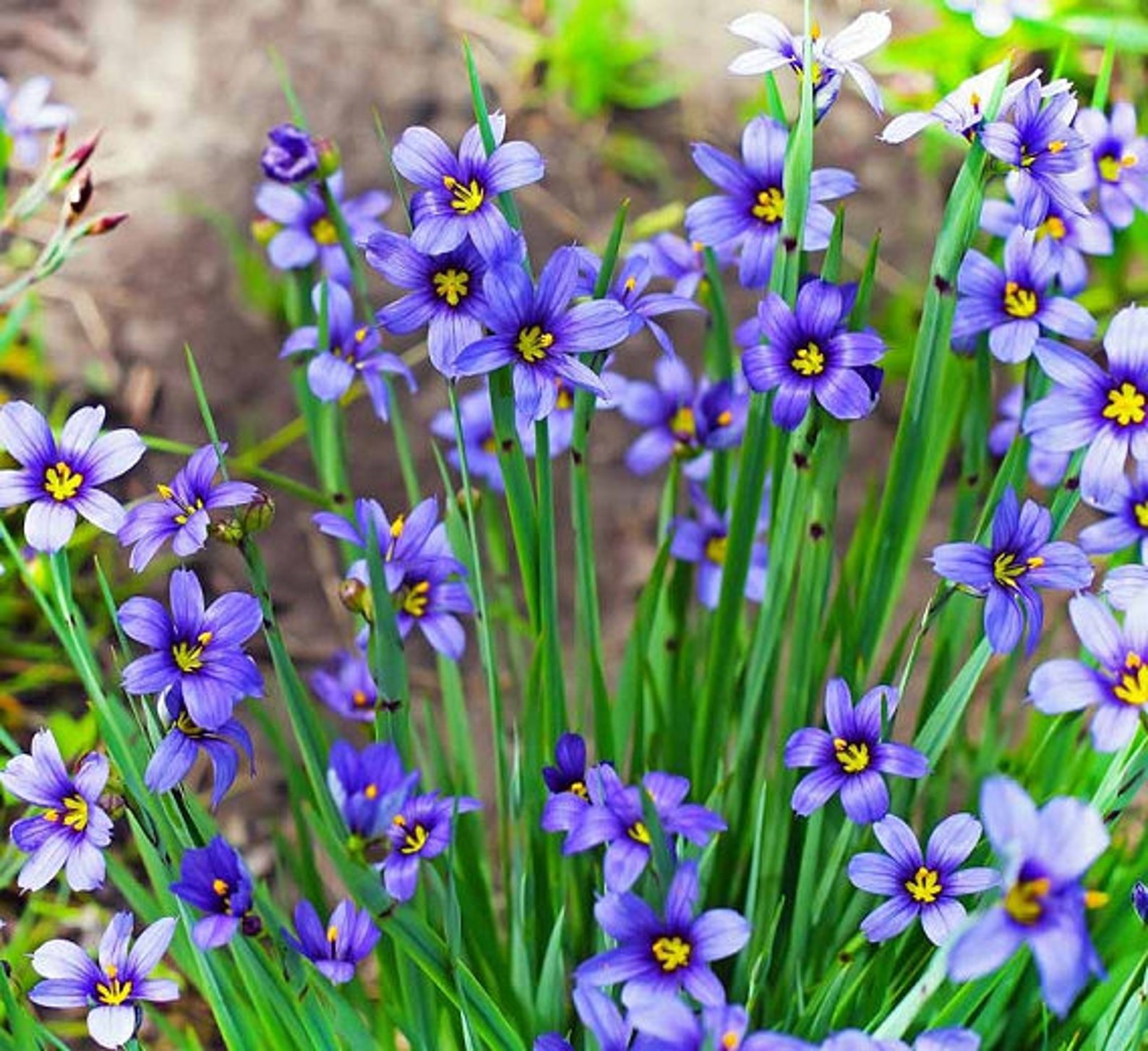 Blue Eyed Grass Seeds Ornamental Grass Etsy