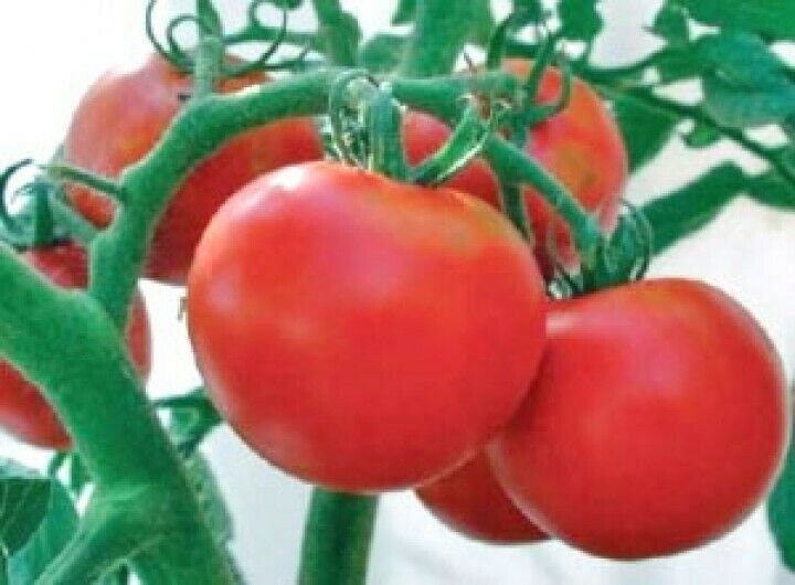 Tomato Rutgers (20 Seeds) Excellent Flavor. Ideal for Slicing or ...