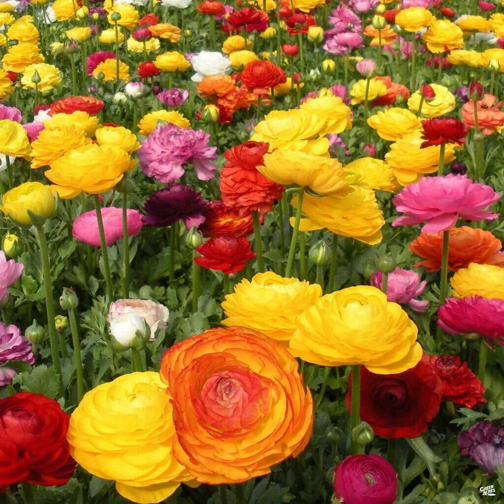 Ranunculus Mix 10 Bulbs Lovely blooms Now shipping | Etsy