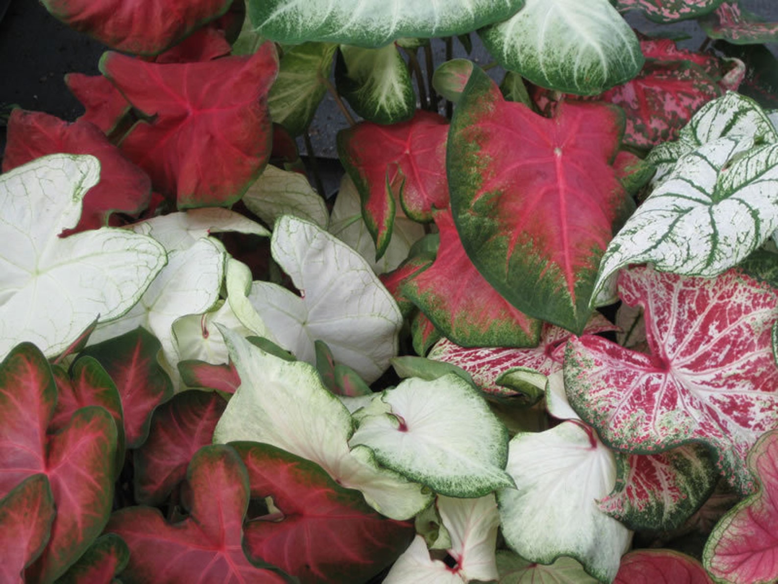 Spectacular Mix Caladium (5 Tubers) Tropical Exotic Beauties - Etsy