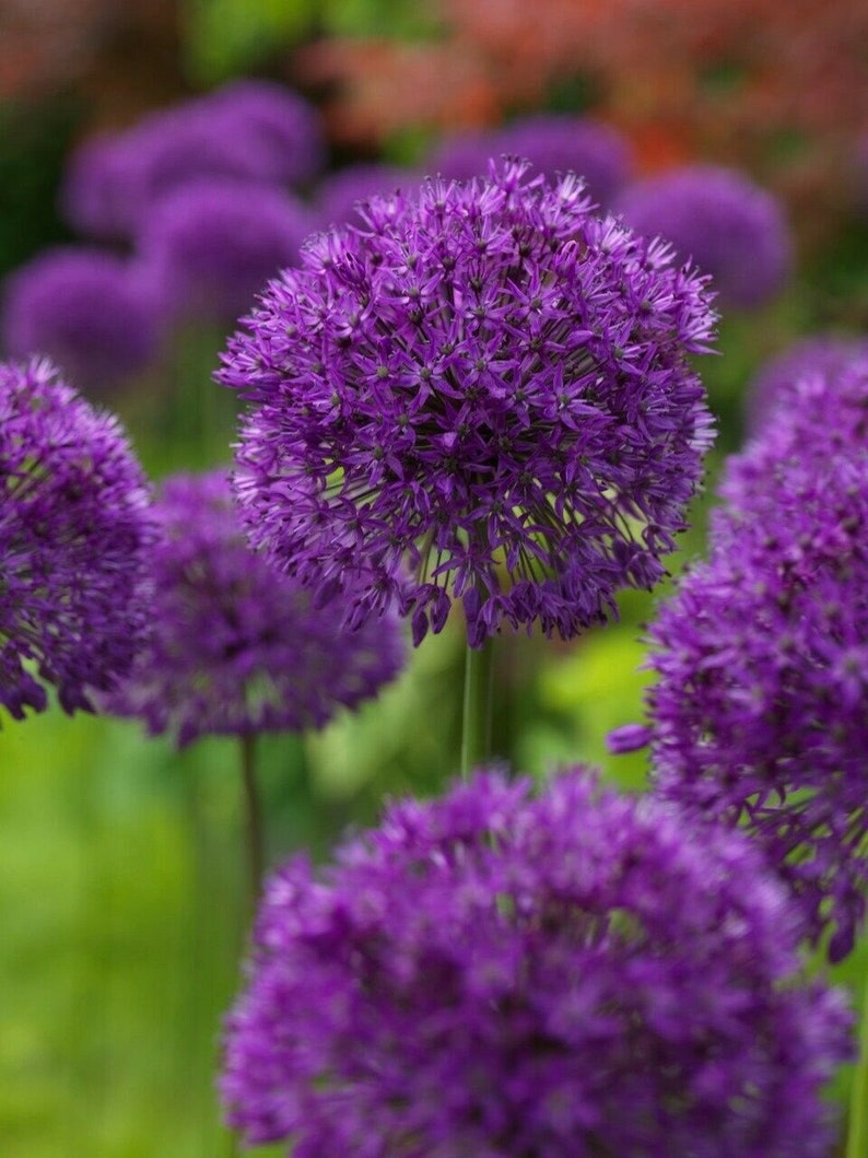 Allium Purple Sensation 5 Bulbs deer Resistant Returns - Etsy