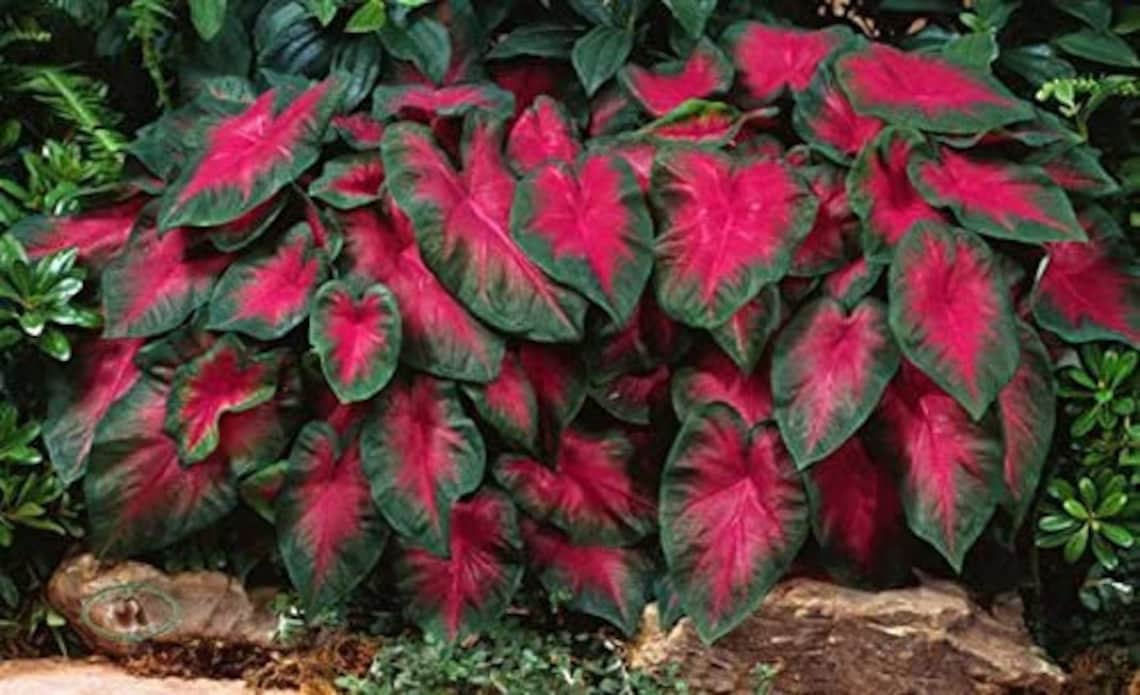 Caladium Buck 5 Tubers Tropical Look Thrives in Heat and | Etsy
