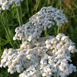 White Yarrow Seeds - Etsy
