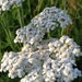 White Yarrow Seeds - Etsy
