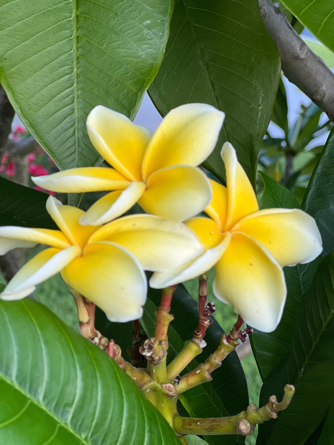 Fresh Cut Yellow Plumeria Cuttings, Indoor Outdoor Growing. - Etsy