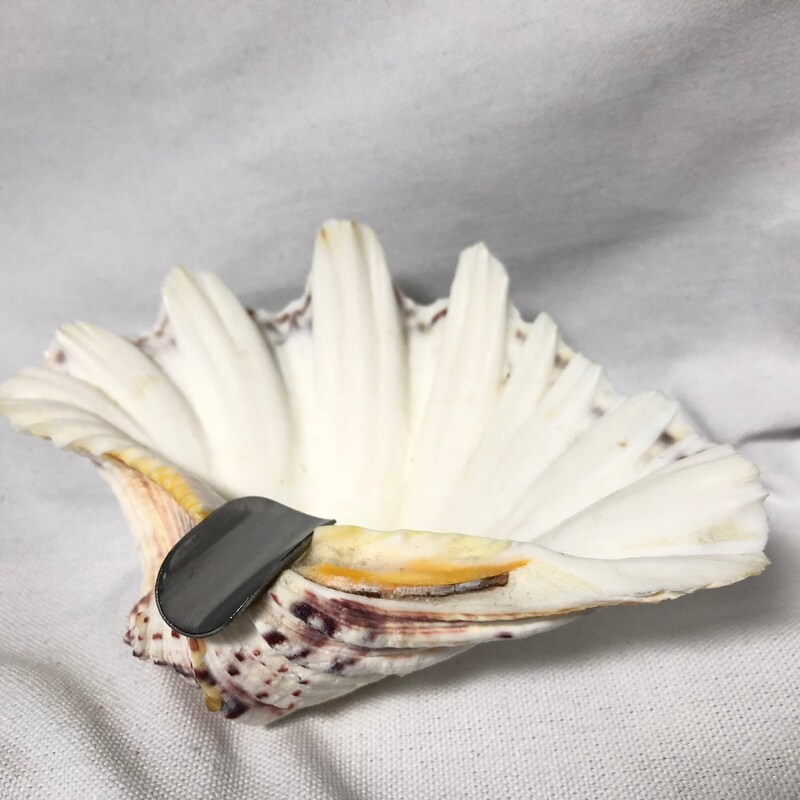 Shell Ashtray - Etsy