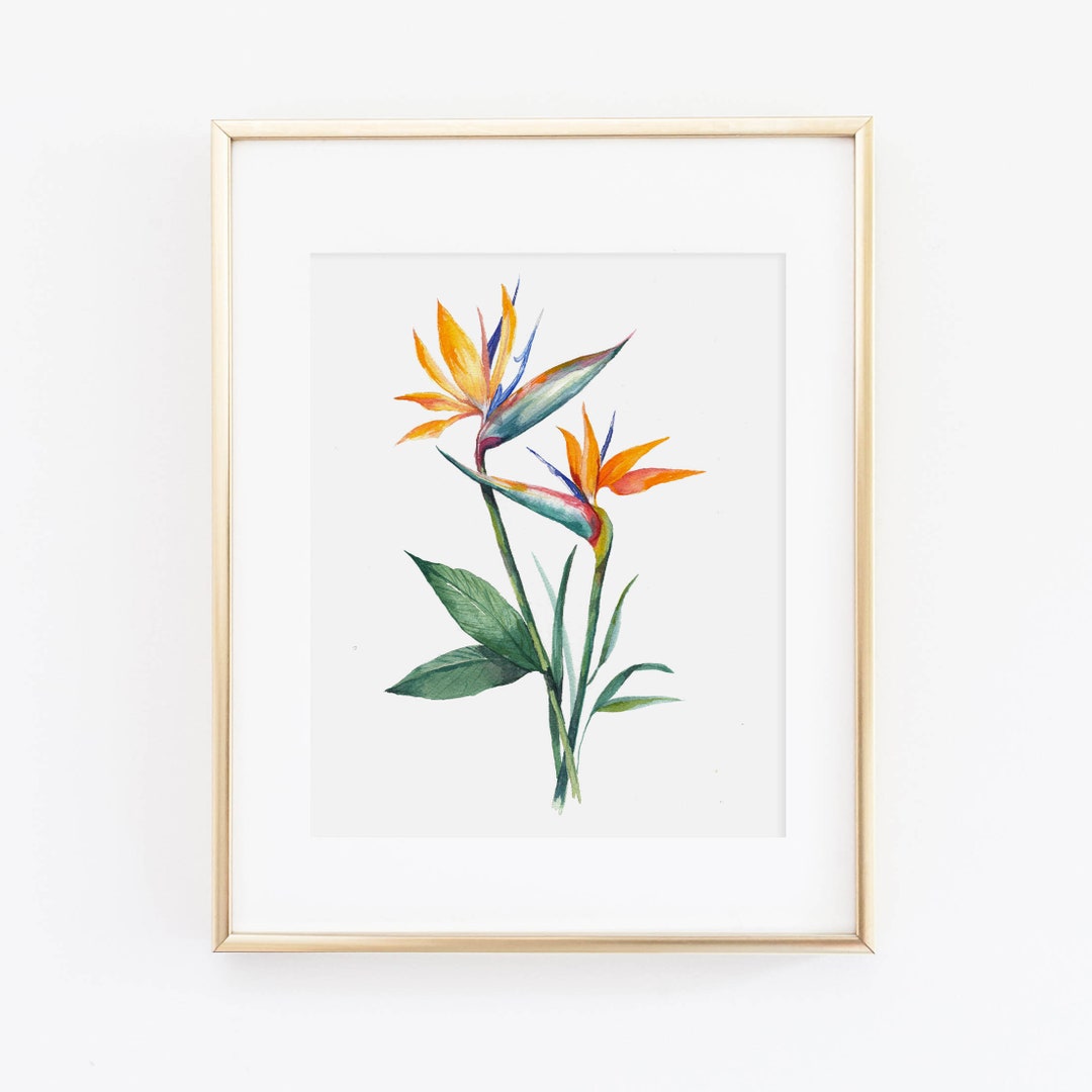 Bird of Paradise Watercolor Print | Watercolor Tropical Print ...
