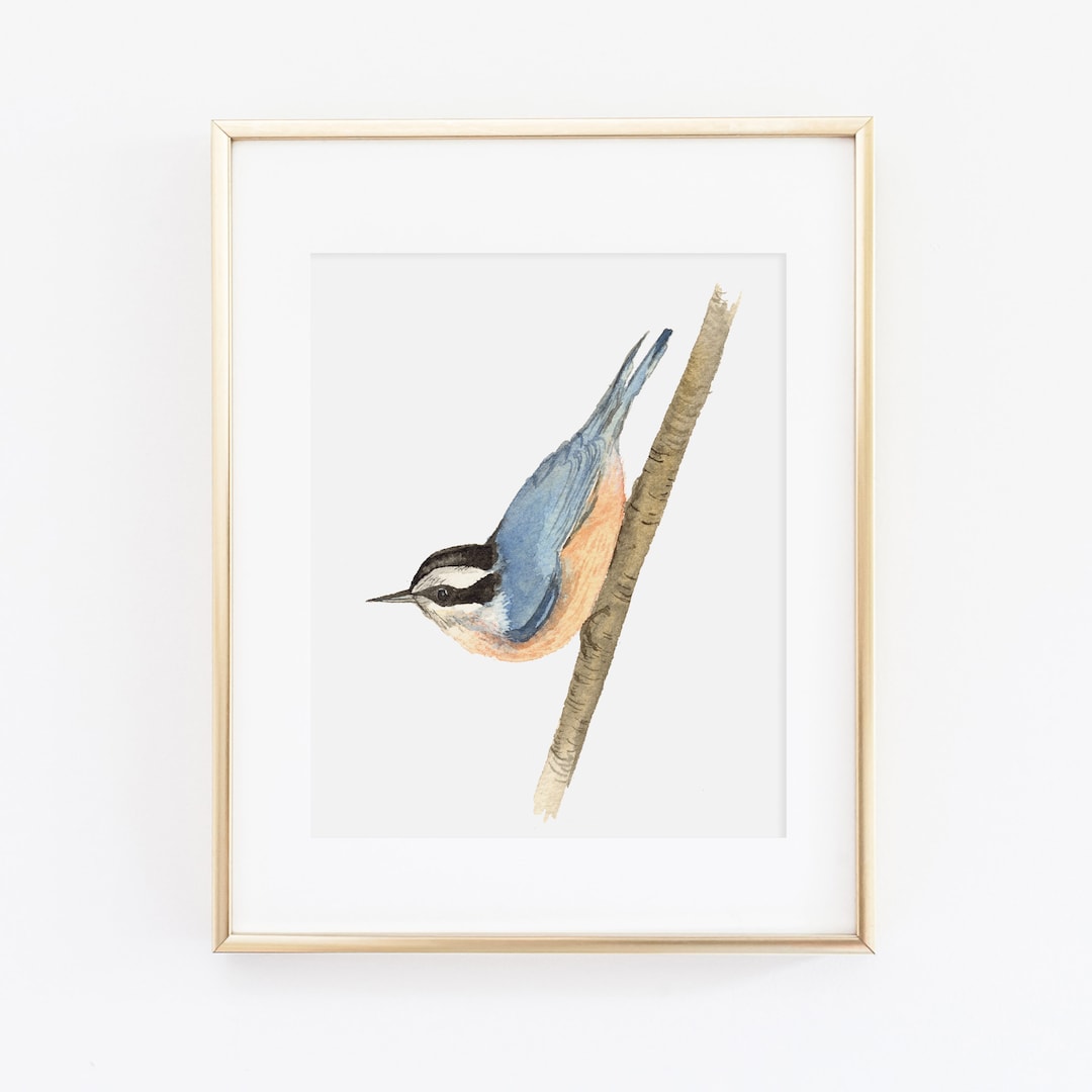 Nuthatch Bird Watercolor Painting Print 8x10 Woodland Animal Nursery ...