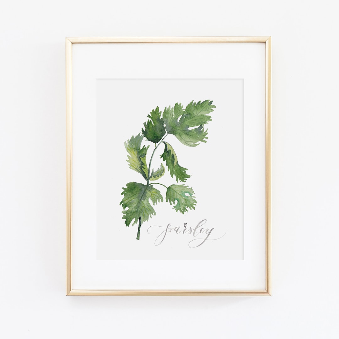 Parsley Herb Watercolor Print | Watercolor Herb Print Set | Watercolor ...