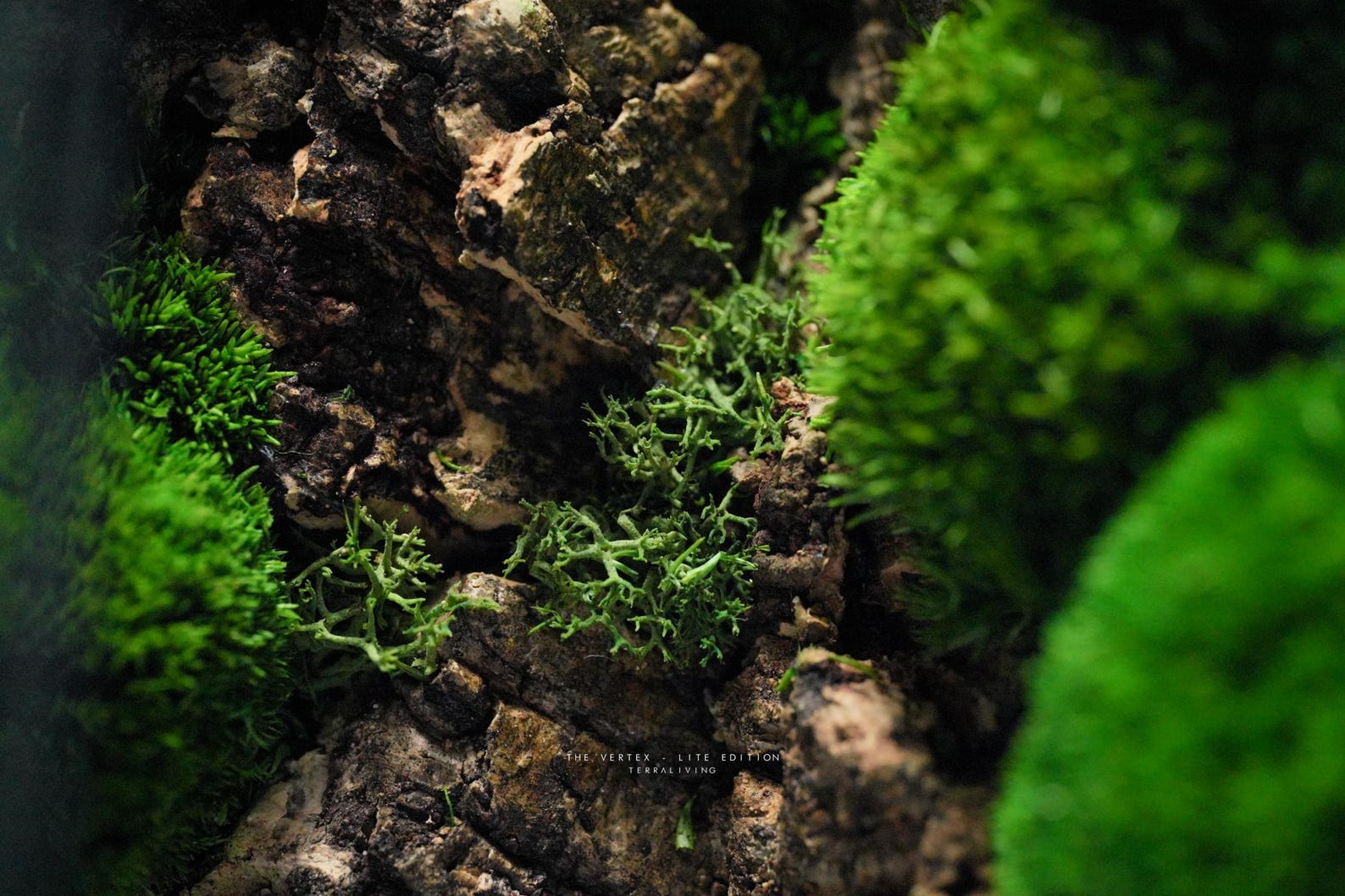 Preserved Moss Wall Terrarium: the Vertex (S) - Lite, Leucobryum ...