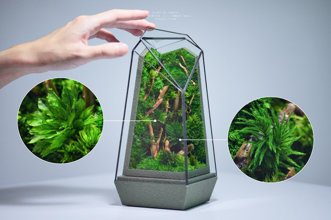 Preserved Moss Terrarium: the Vertex II (S) - Heart of Forest, ZERO ...