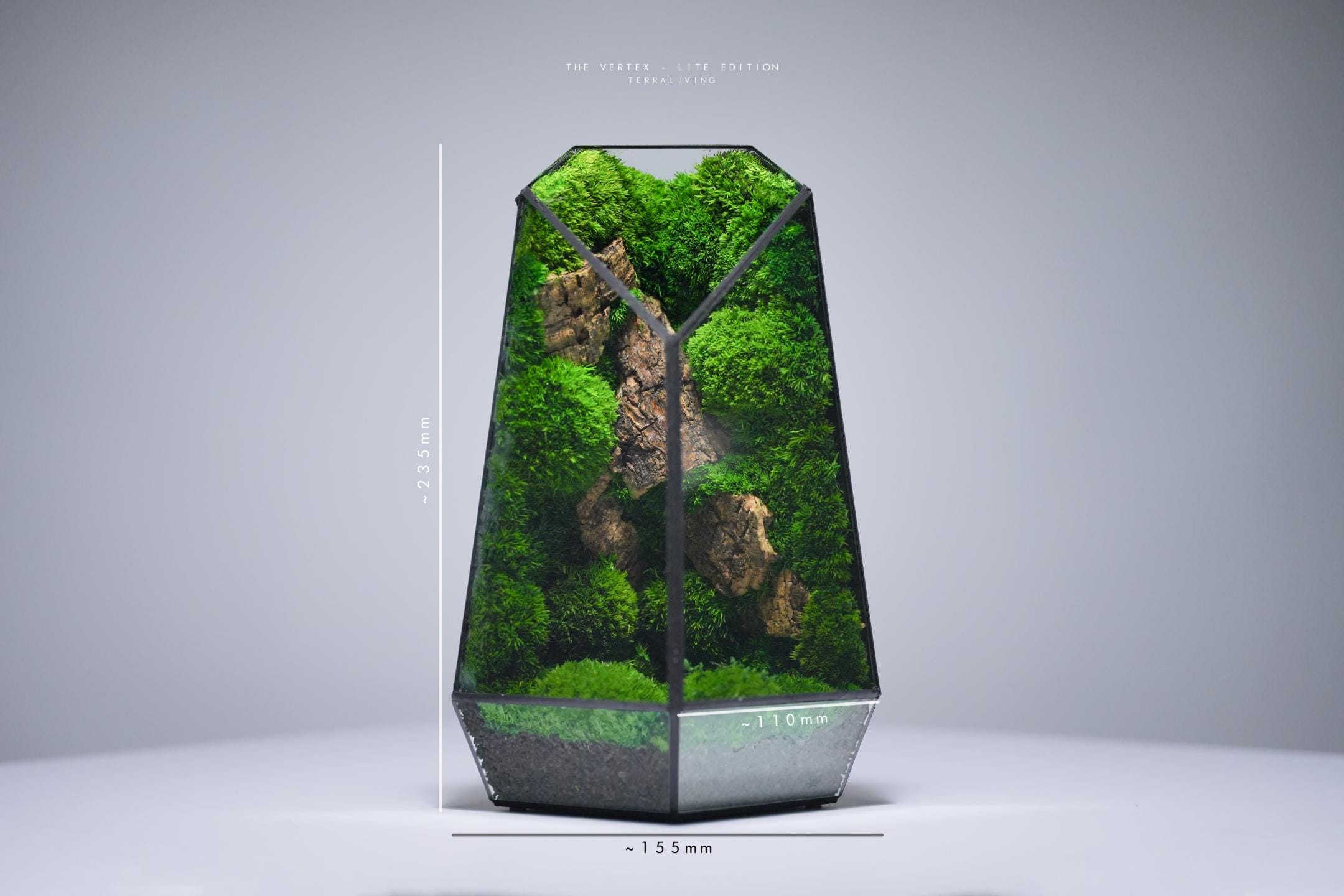 Preserved Moss Wall Terrarium: the Vertex (S) - Lite, Leucobryum ...
