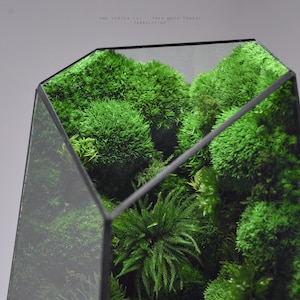 Preserved Moss Wall Terrarium: the Vertex (L) - Tree Moss Forest ...