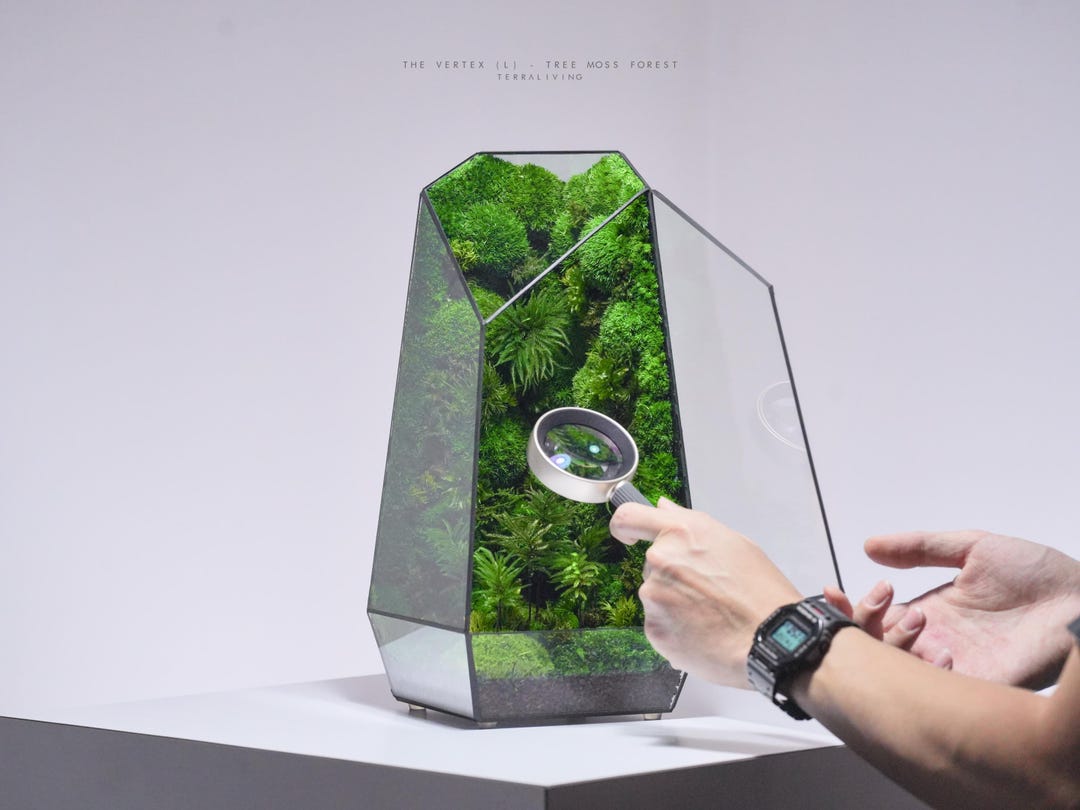 Preserved Moss Wall Terrarium: the Vertex (L) - Tree Moss Forest ...