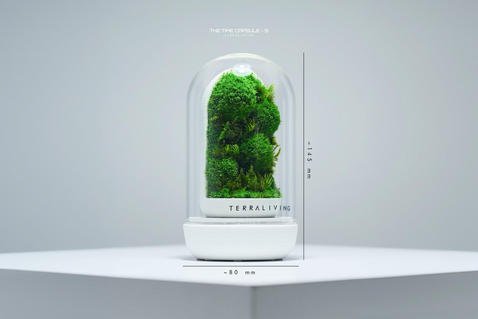 Preserved Moss Terrarium: the Time Capsule (S), Minimalist Desk Decor ...