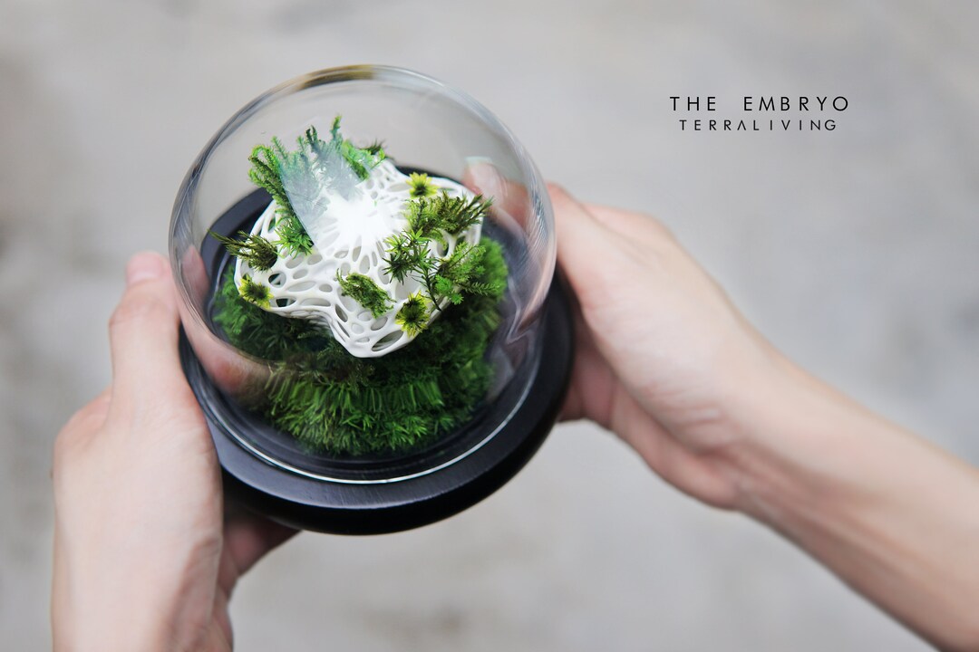 The life Forms Embryo, Sculptural Organic Structure Preserved Moss ...
