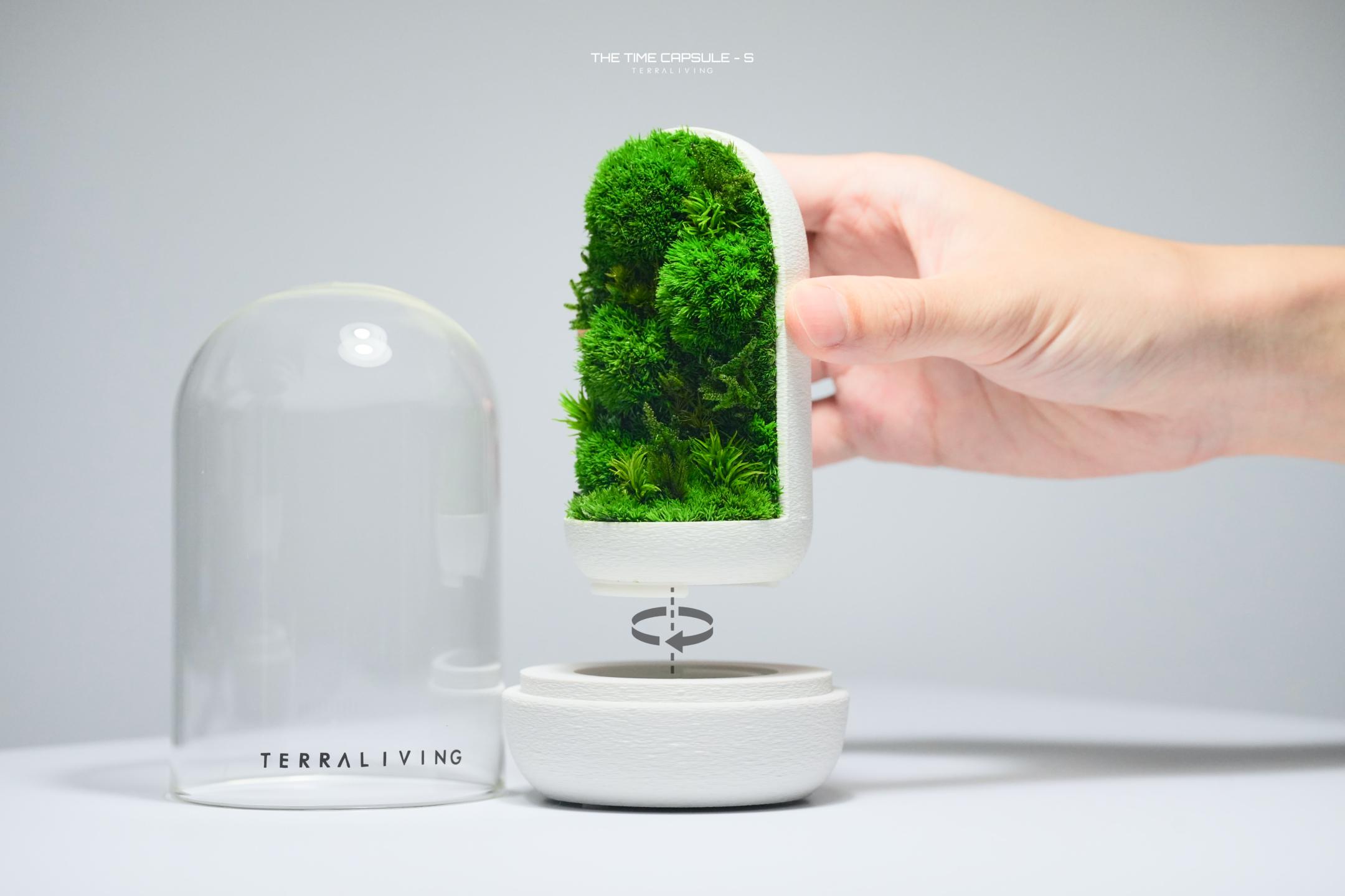 Preserved Moss Terrarium: the Time Capsule (S), Minimalist Desk Decor ...