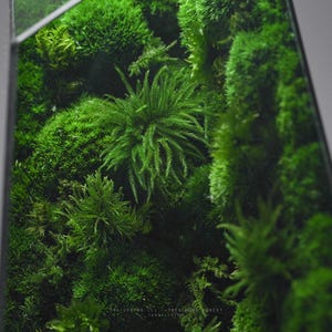 Preserved Moss Wall Terrarium: the Vertex (L) - Tree Moss Forest ...