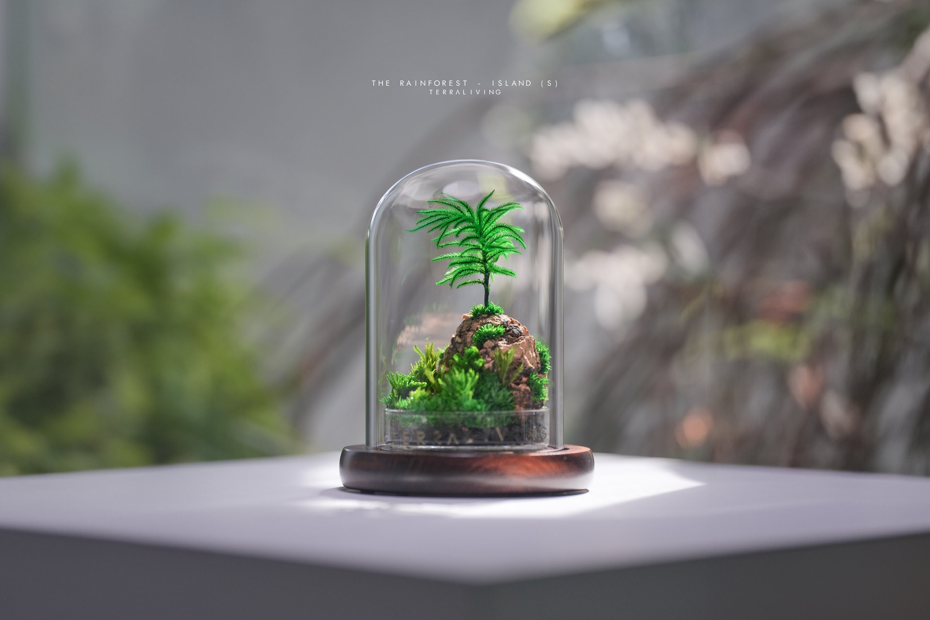 Preserved Moss Terrarium: the Rainforest - Island (S), Minimalist ...