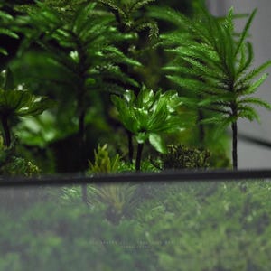 Preserved Moss Wall Terrarium: the Vertex (L) - Tree Moss Forest ...