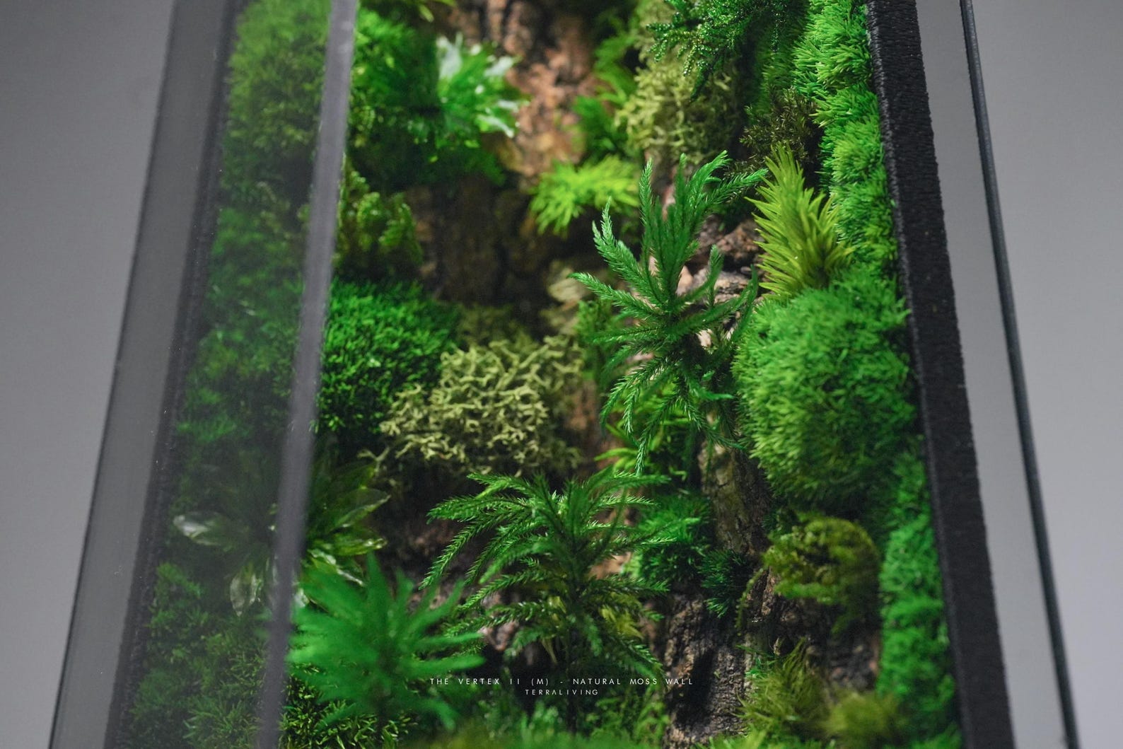 Preserved Moss Terrarium: the Vertex II (M), Minimalist & Elegant ...