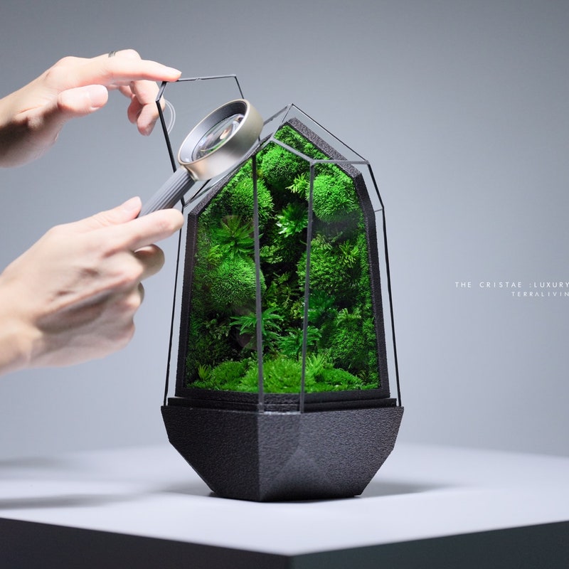 Desktop Terrarium - Etsy