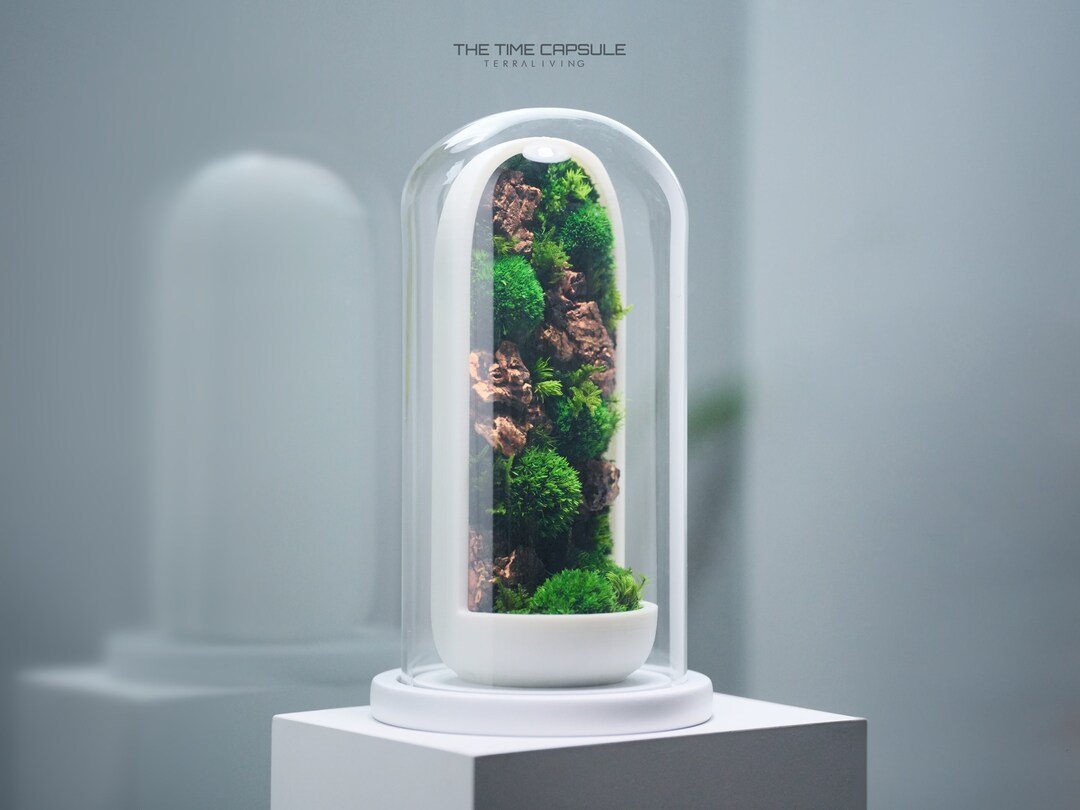 The Time Capsule Natural Moss Wall, ZERO Preserved Moss Terrarium ...