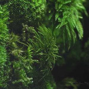 Preserved Moss Wall Terrarium: the Vertex (L) - Tree Moss Forest ...
