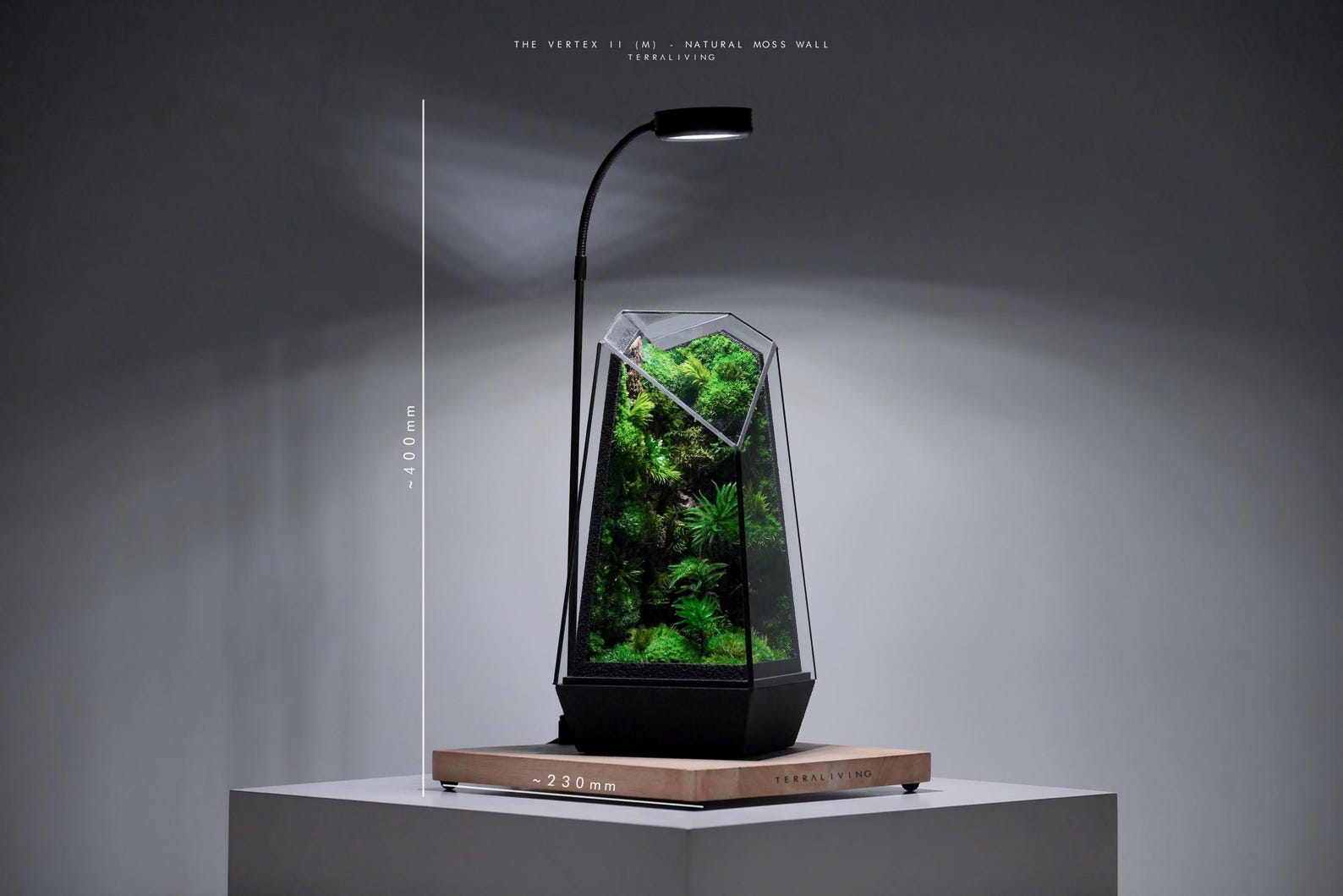 Preserved Moss Terrarium: the Vertex II (M), Minimalist & Elegant ...