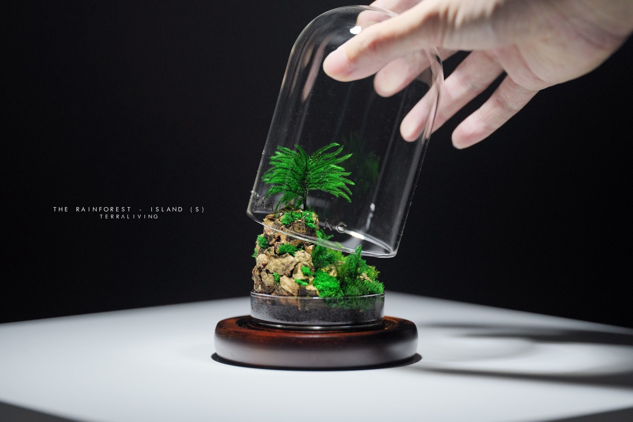 Preserved Moss Terrarium: the Rainforest - Island (S), Minimalist ...