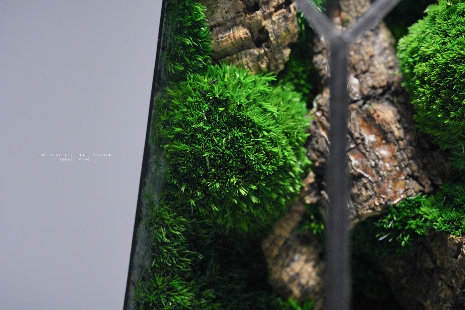 Preserved Moss Wall Terrarium: the Vertex (S) - Lite, Leucobryum ...