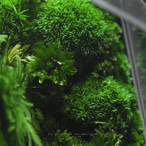 Preserved Moss Wall Terrarium: the Vertex (L) - Tree Moss Forest ...