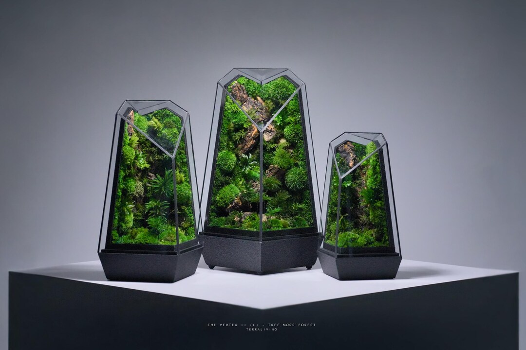 Preserved Moss Terrarium: the Vertex II (L) - Tree Moss Forest, Moss ...