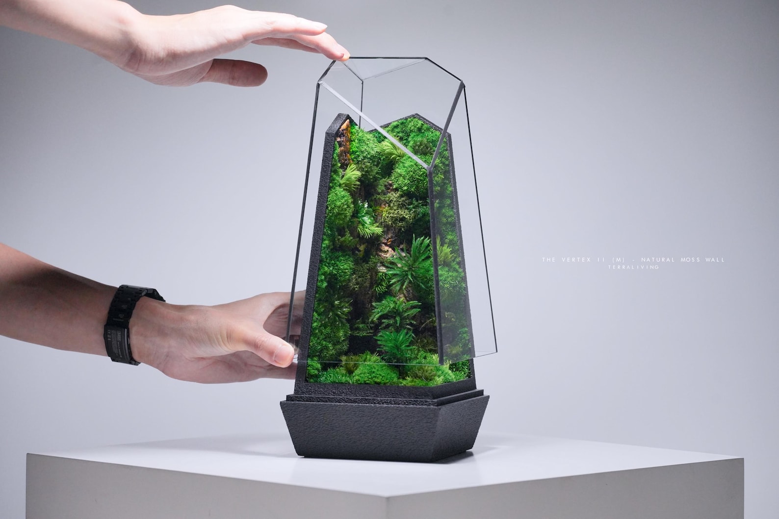 Preserved Moss Terrarium: the Vertex II (M), Minimalist & Elegant ...