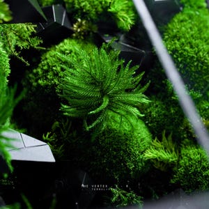 Preserved Moss Wall Terrarium: the Vertex Sigma, Luxury Geometrical ...