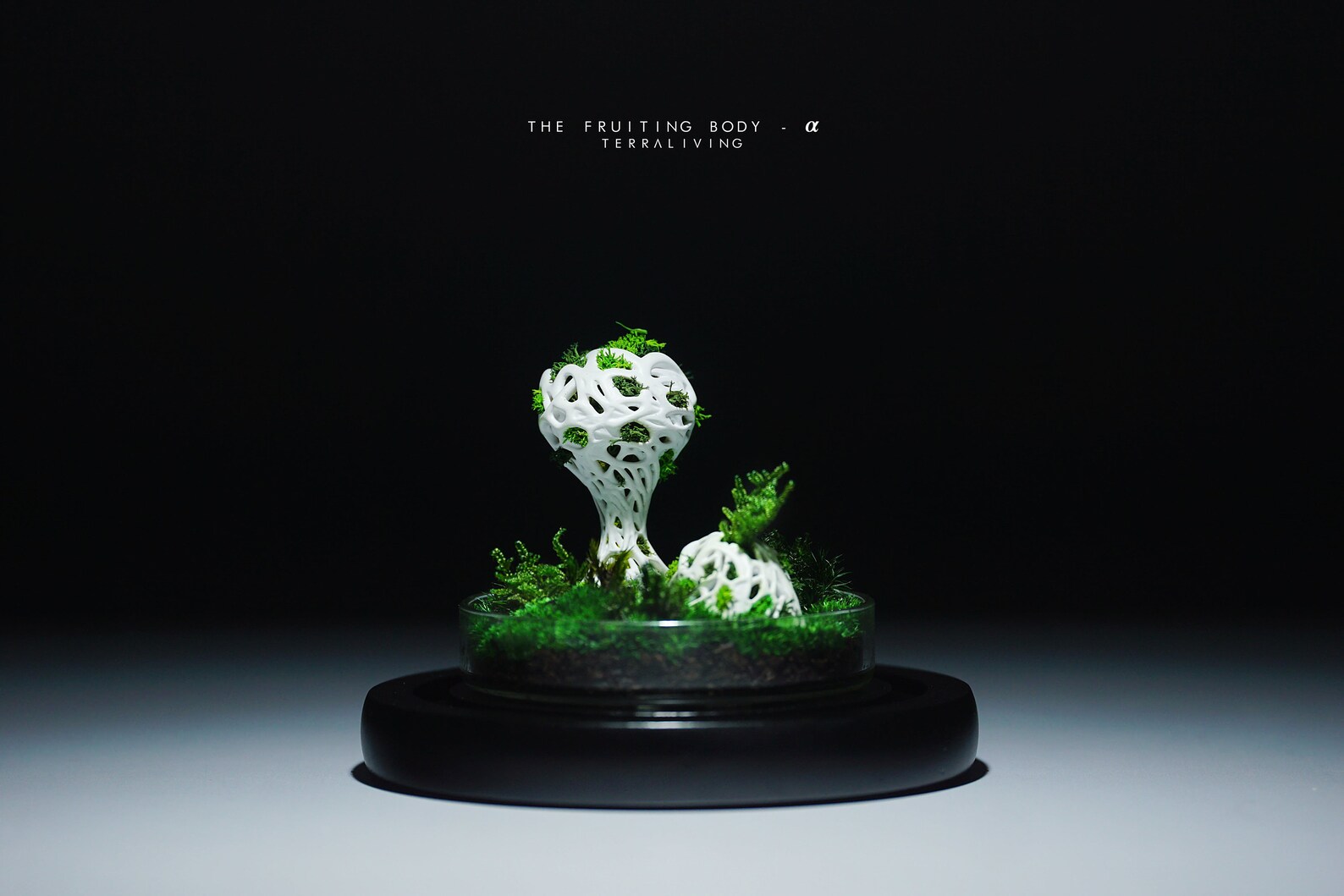 The Fruiting Body Alpha Microcosm Collection Botanical Art - Etsy