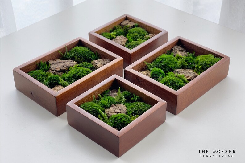 Ready to Fly: the Mosser Preserved Moss Box ZERO Botanical - Etsy Canada