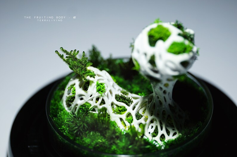 The Fruiting Body Alpha Microcosm Collection Botanical Art - Etsy