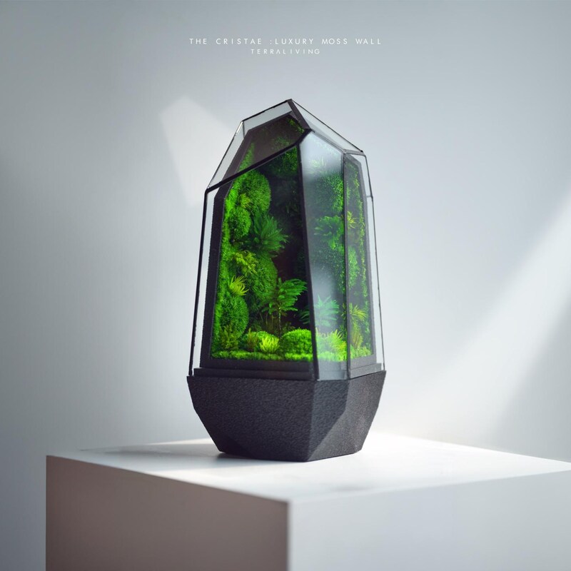 Desktop Terrarium - Etsy